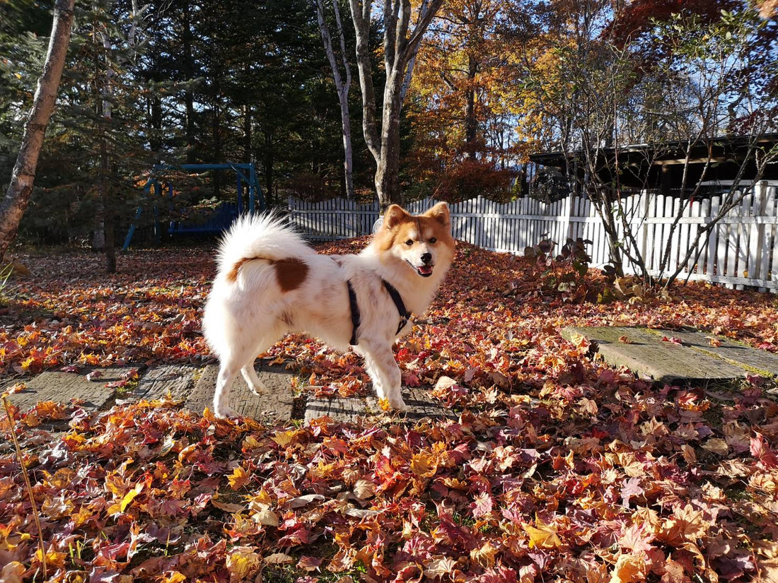 Sabine's Dog Vacation - Haqihana Italy ハーネス&リード 日本総代理店 - – Sabine's Dog ...