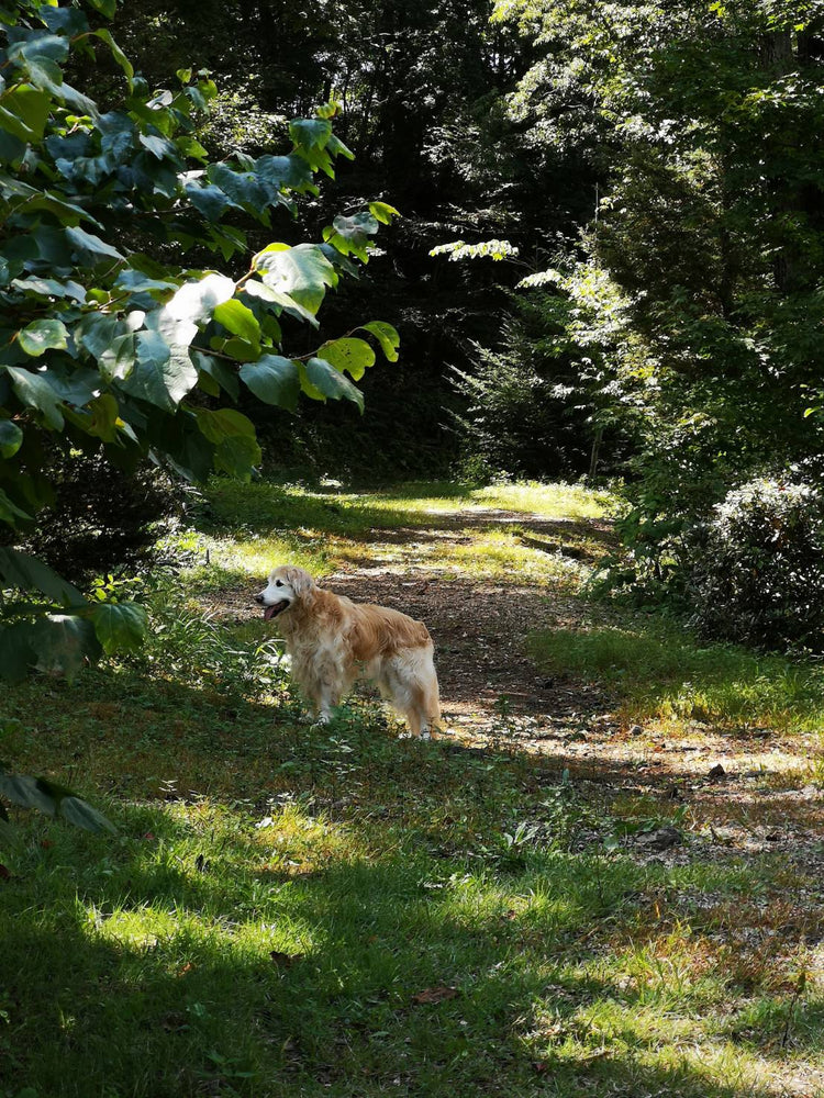 Sabine's Dog Vacation - Haqihana Italy ハーネス&リード 日本総代理店 - – Sabine's Dog ...